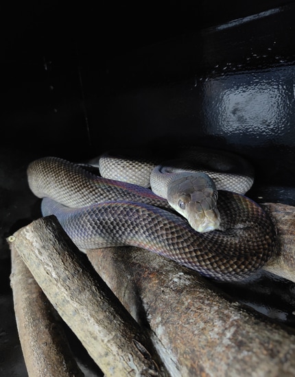 Tanimbar, Possible Axanthic Scrub Python by Haze Retics & reptiles