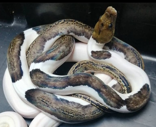 Pied 100% Het Albino Reticulated Python by Haze Retics & reptiles