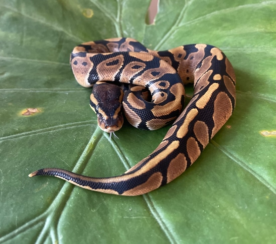 100% Het Desert Ghost 50% Het Clown Ball Python by Pothos Pythons