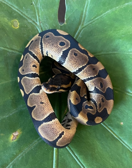100% Het Desert Ghost 50% Het Clown Ball Python by Pothos Pythons ...