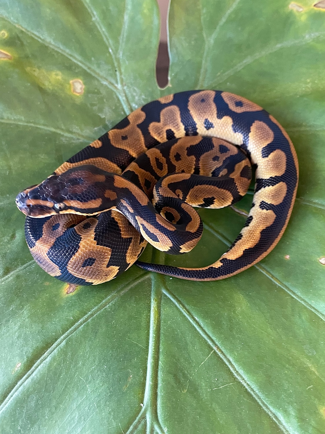 Leopard 100% Het Desert Ghost 50% Het Clown Ball Python by Pothos Pythons - MorphMarket