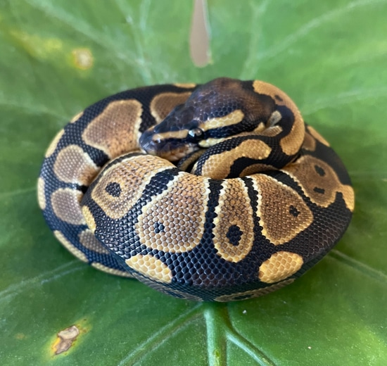 100% Het Desert Ghost 50% Het Clown Ball Python by Pothos Pythons