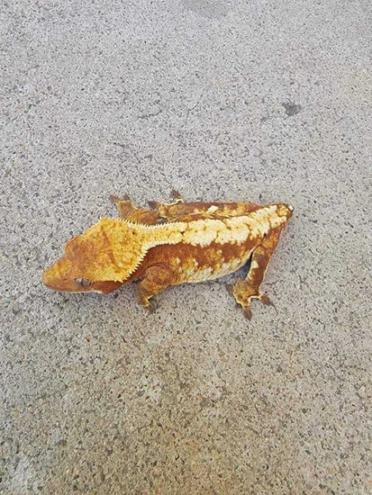 Red Tricolor Crested Gecko by Rocky Mountain Reptiles LLC