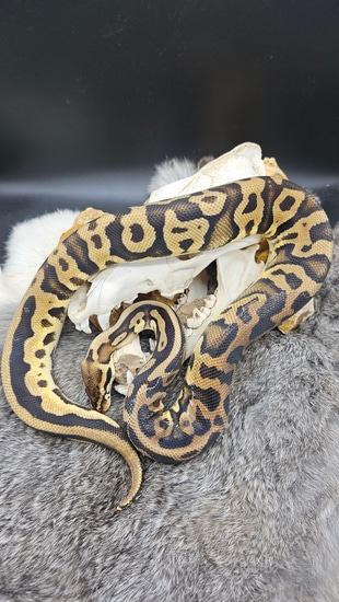 Leopard Pastel Poss Het Pied Ball Python by Rocky Mountain Reptiles LLC