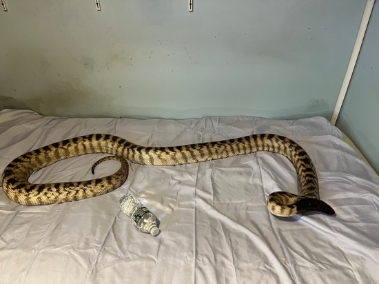 Sold - Black Head Python - Western Black-Headed Python by 3 B’s Reptiles