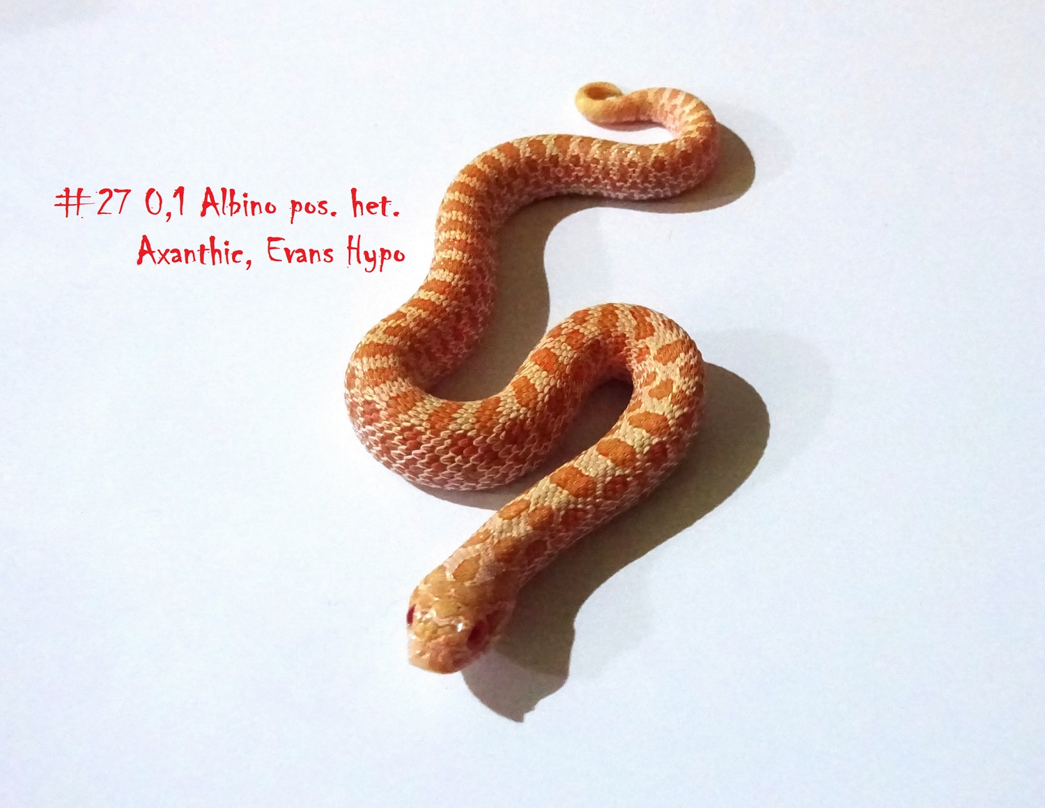 Albino Pos. Het. Axanthic, Pos. Het. Evans Hypo Western Hognose by HB ...
