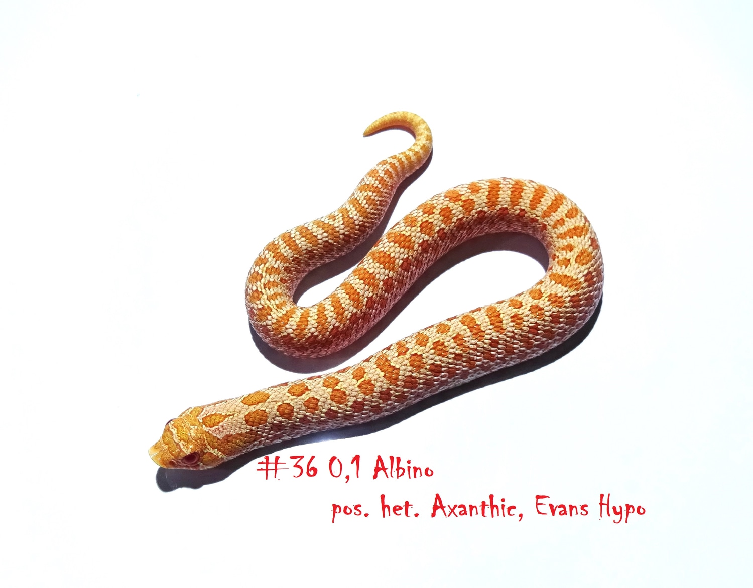 Albino Pos. Het. Axanthic, Pos. Het. Evans Hypo Western Hognose by HB ...