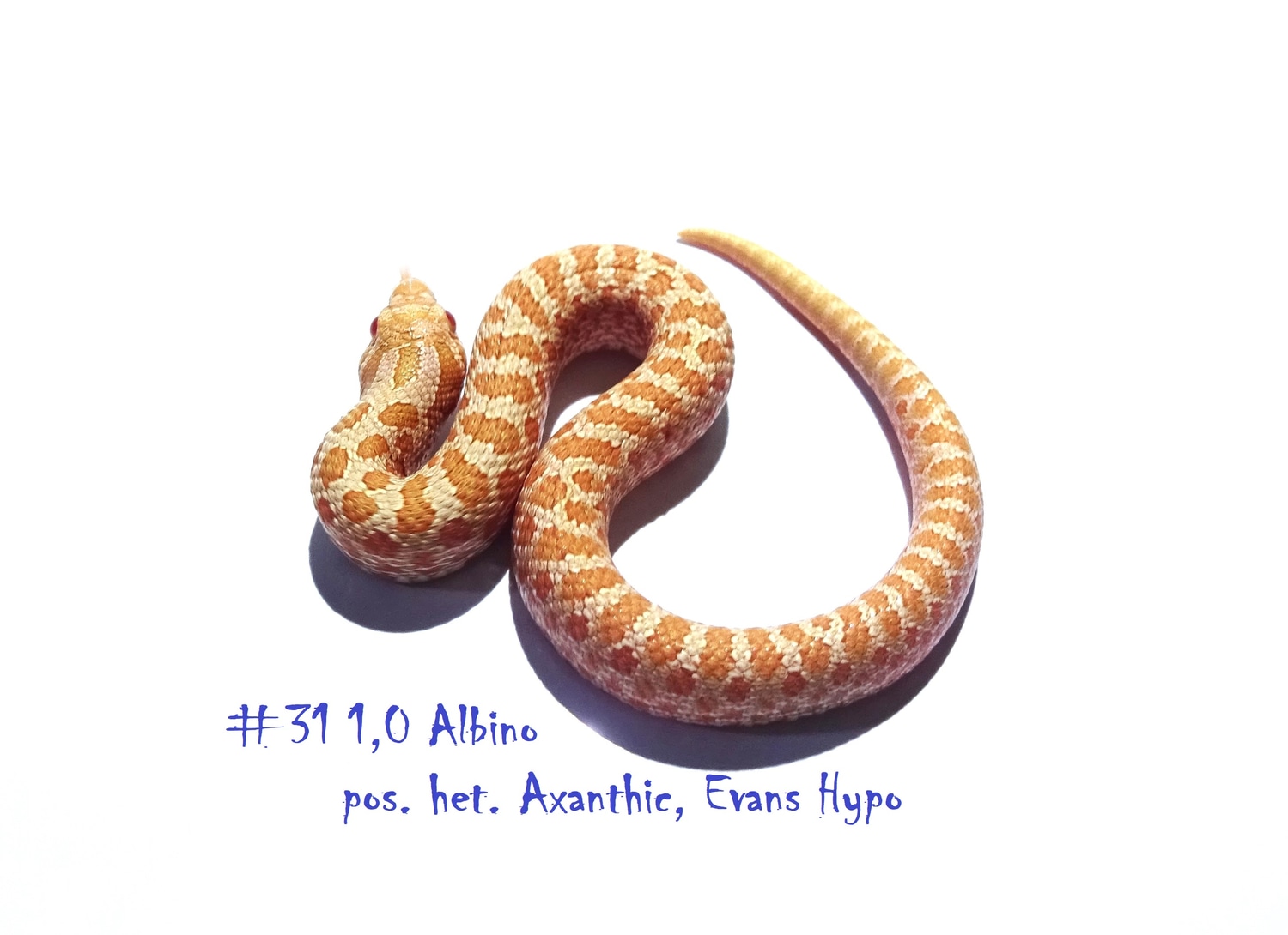 Albino Pos. Het. Axanthic, Pos. Het. Evans Hypo Western Hognose by HB ...