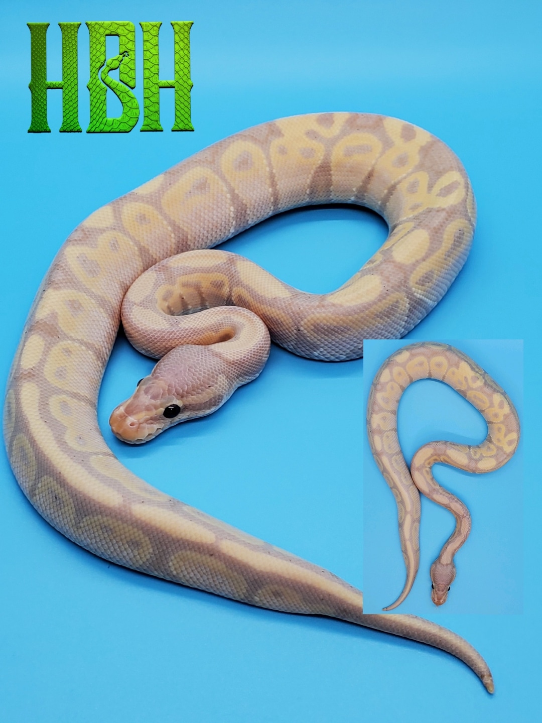 Banana Fire/Vanilla Ball Python by Happy B-Line Herptile's - MorphMarket