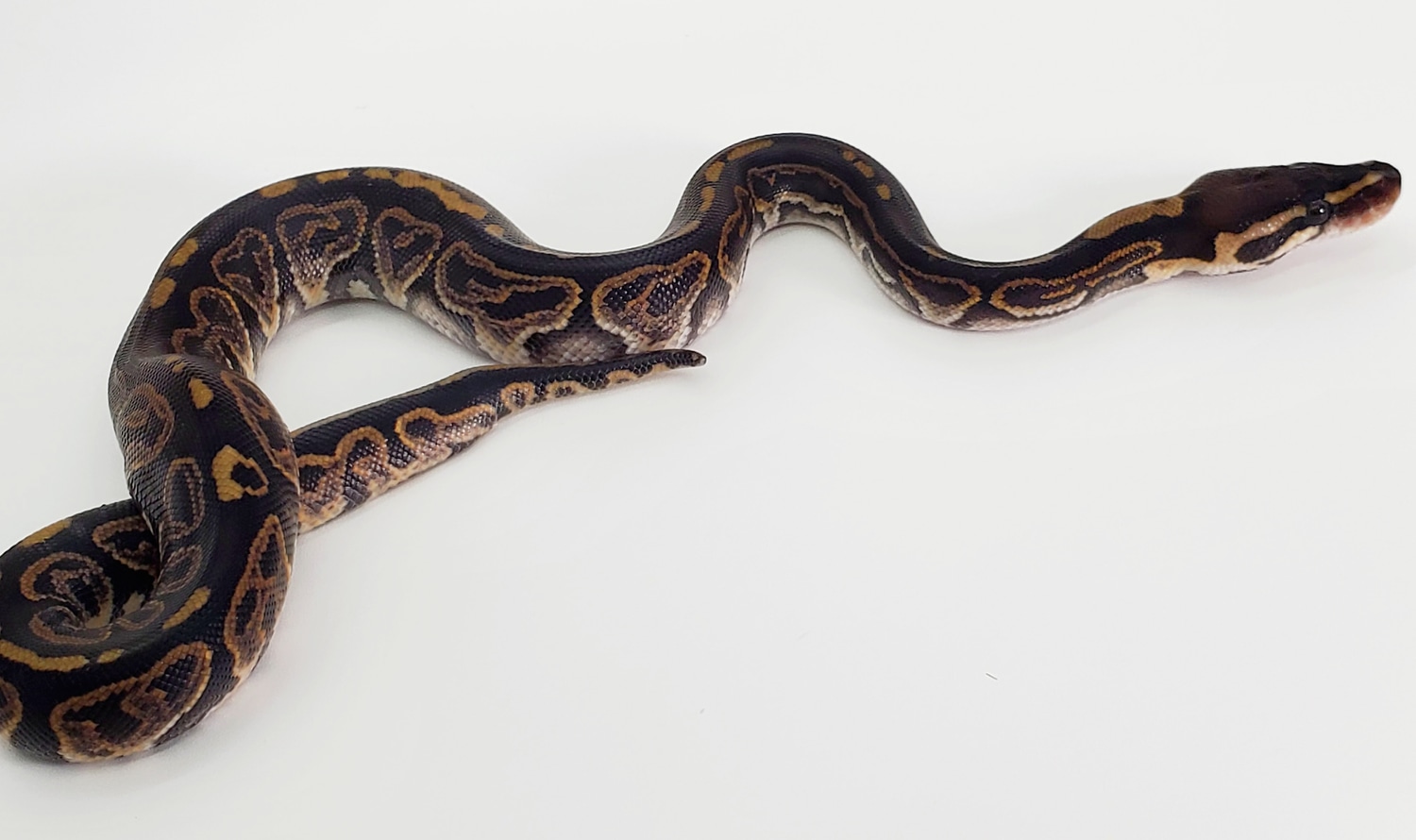 HRA Sable Black Pastel Ball Python by Happy B-Line Herptile's - MorphMarket