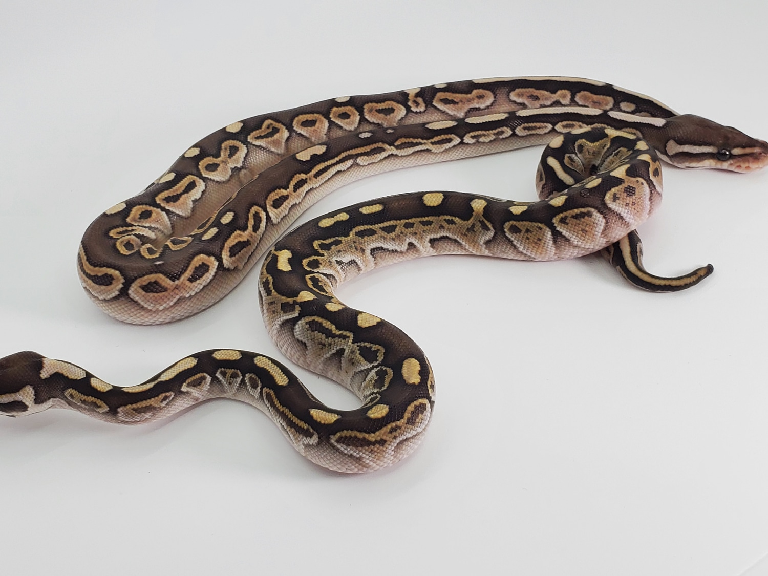 Sable HRA Lesser Ball Python by Happy B-Line Herptile's - MorphMarket