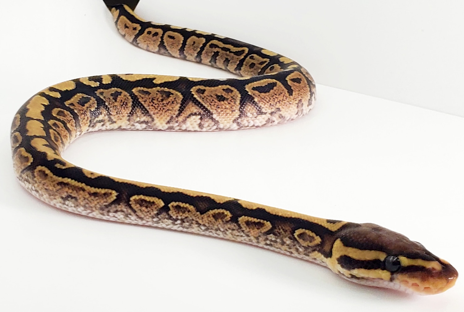 Yellow Belly Paint Ball Python by Happy B-Line Herptile's - MorphMarket