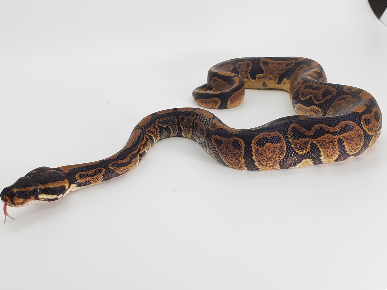 Sable ♀️ *Shipped* Ball Python by Happy B-Line Herptile's - MorphMarket