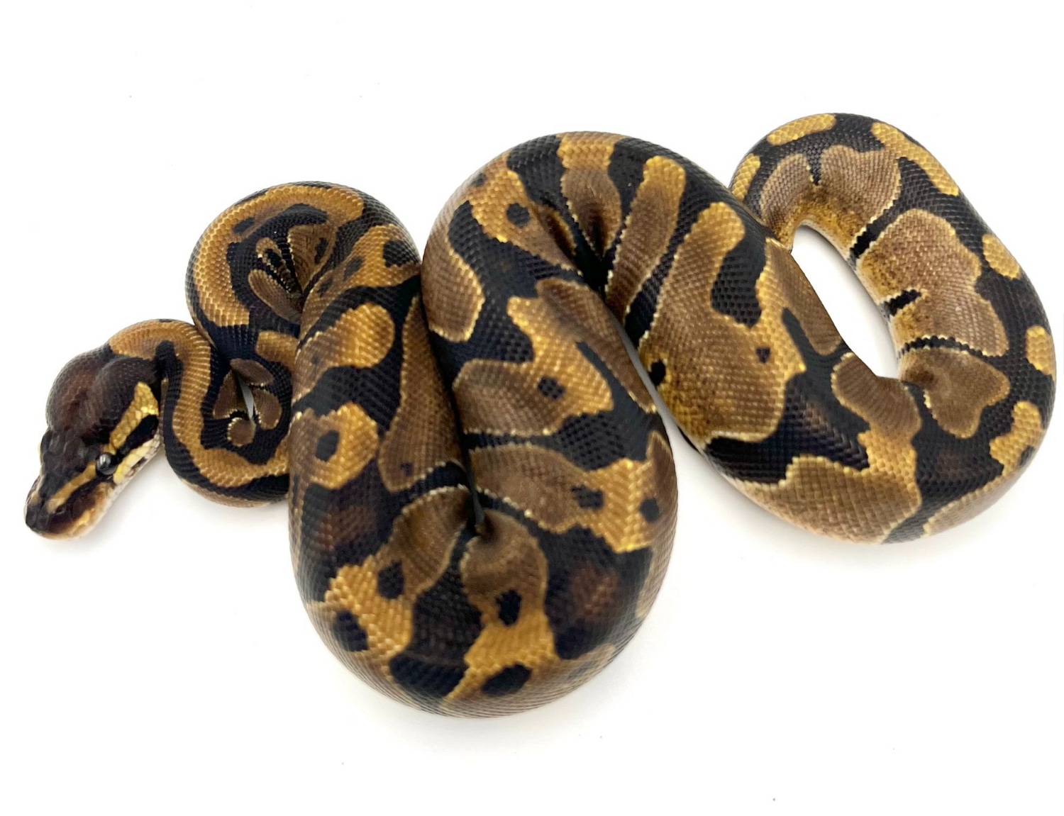 CB22 Het Pied Female Ball Python by High Contrast Royals - MorphMarket