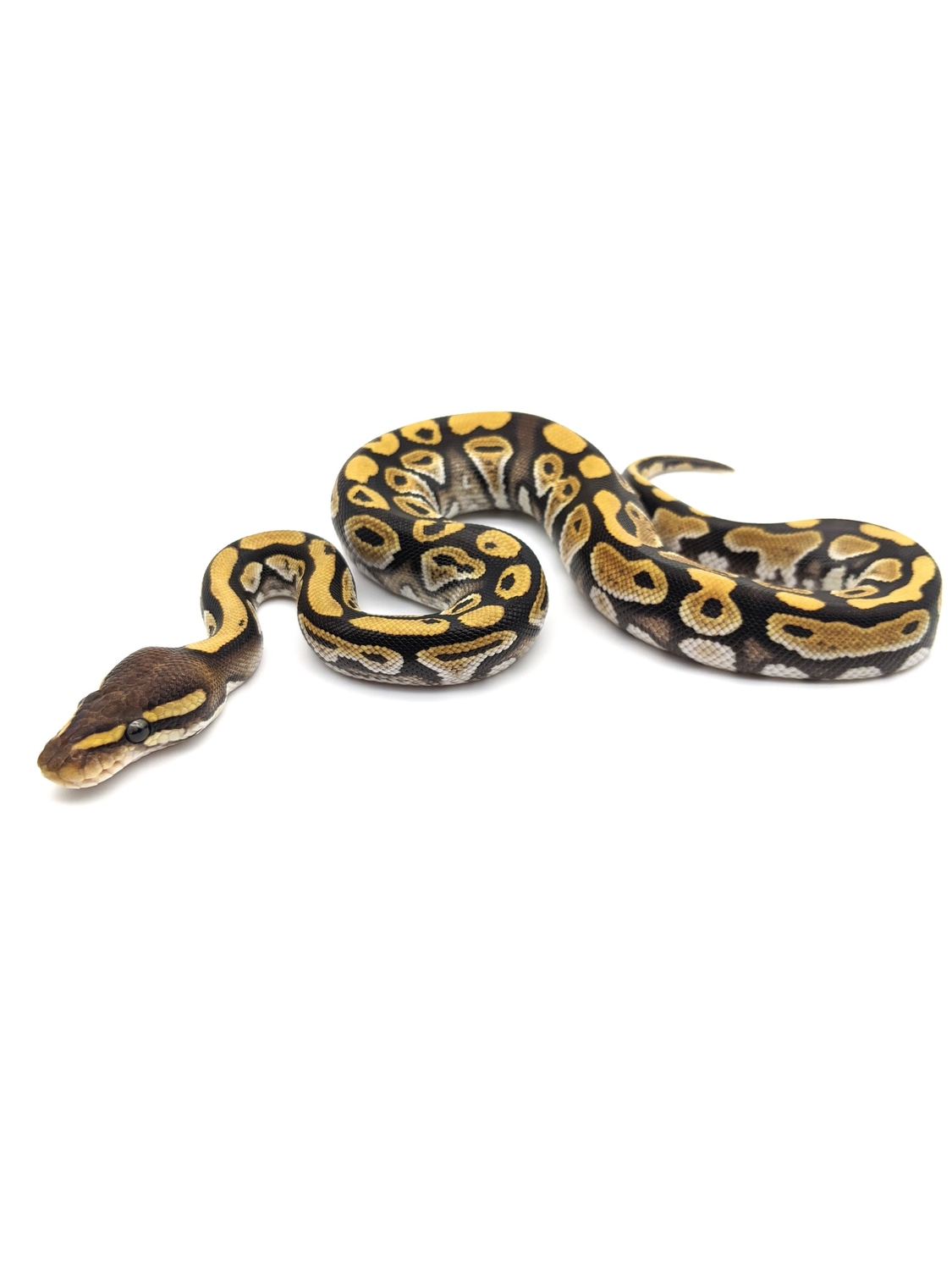 Lace Phantom Ball Python by Marshal Law Morphs - MorphMarket
