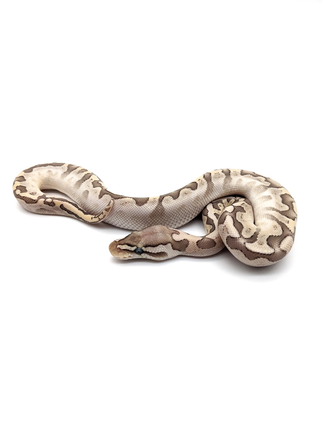 Bamboo Pastel Yellowbelly Het Puzzle Ball Python by Marshal Law Morphs ...