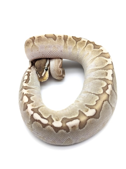 Bamboo Het Puzzle Ball Python by Marshal Law Morphs