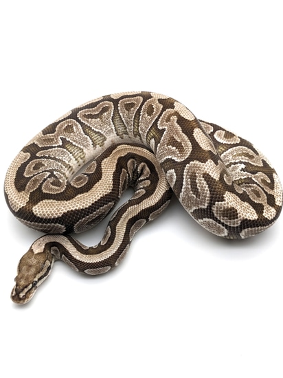 Spotnose Mojave Ball Python by Marshal Law Morphs