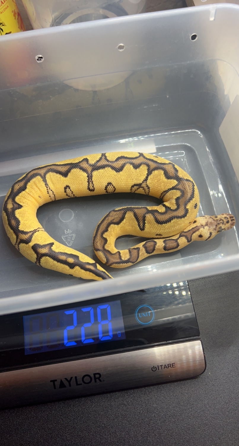 Pastel Blade Clown Ball Python by MK Ballz - MorphMarket