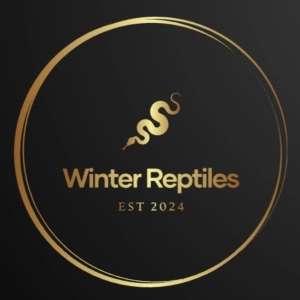 Winter Reptiles - MorphMarket
