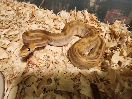 Champagne Ball Python by Sugar's Reptile Emporium