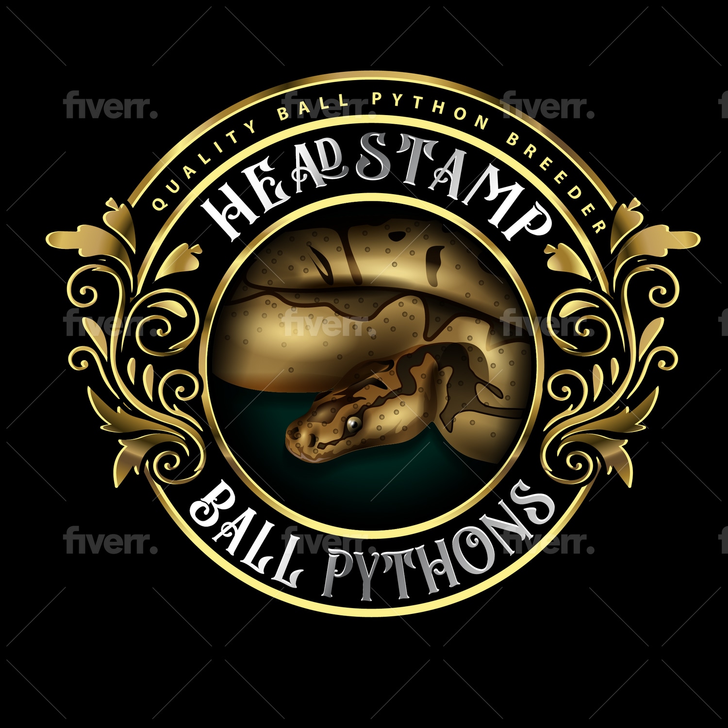 Ball Python Clutch: 01 by Headstamp Ball Pythons - MorphMarket