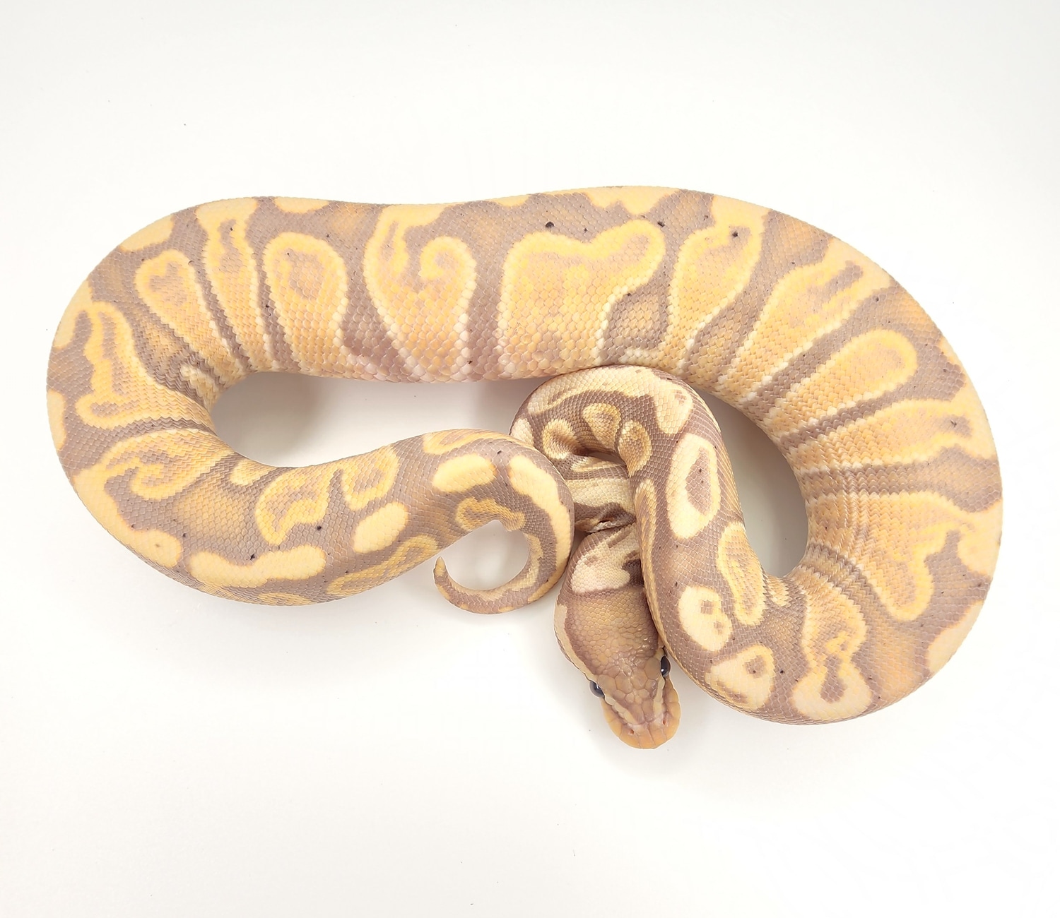 Banana GHI Het Clown Ball Python by Heady Herps - MorphMarket
