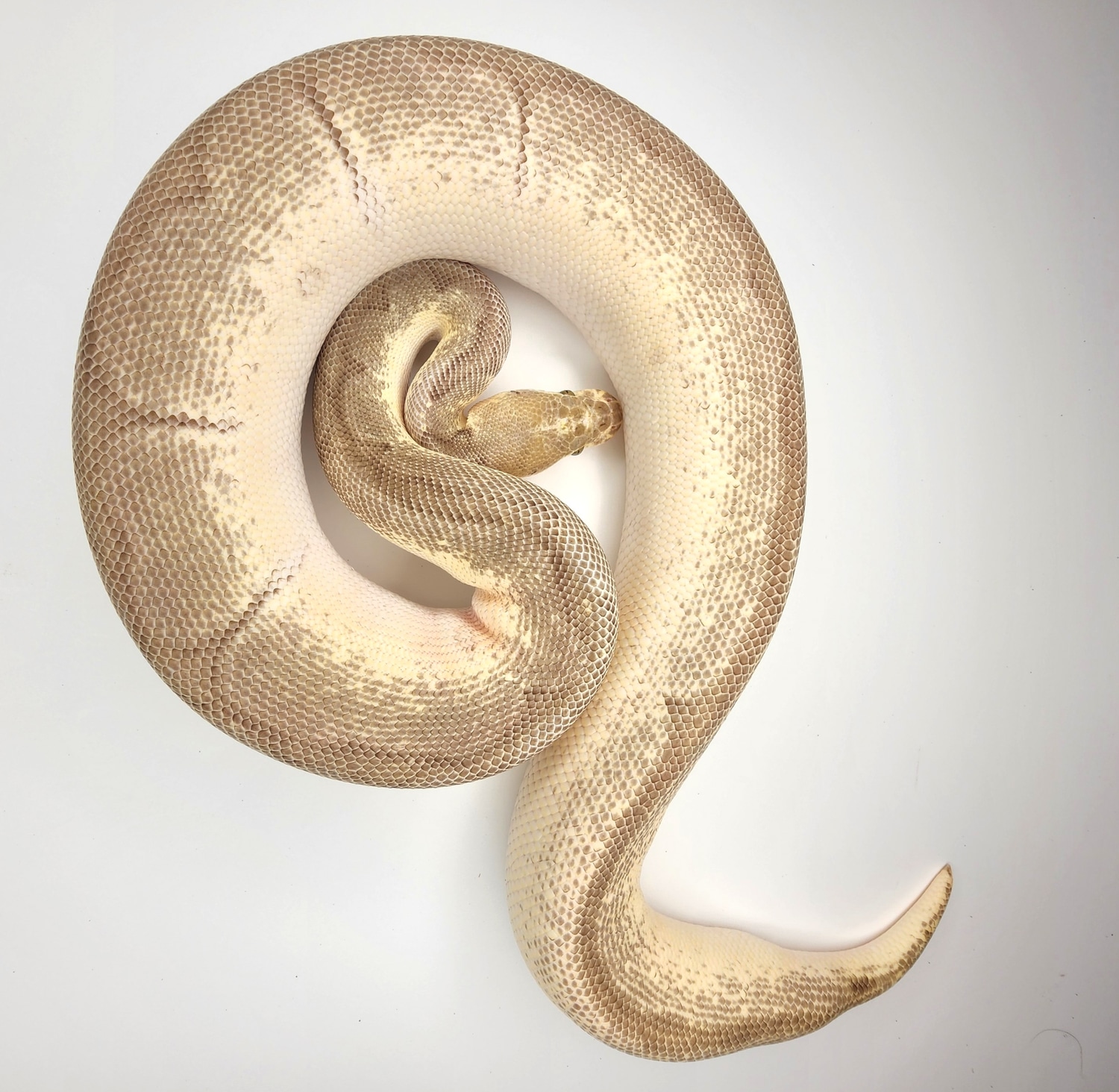 Bumblebee Orange Dream Mojave Clown Ball Python by Heady Herps ...