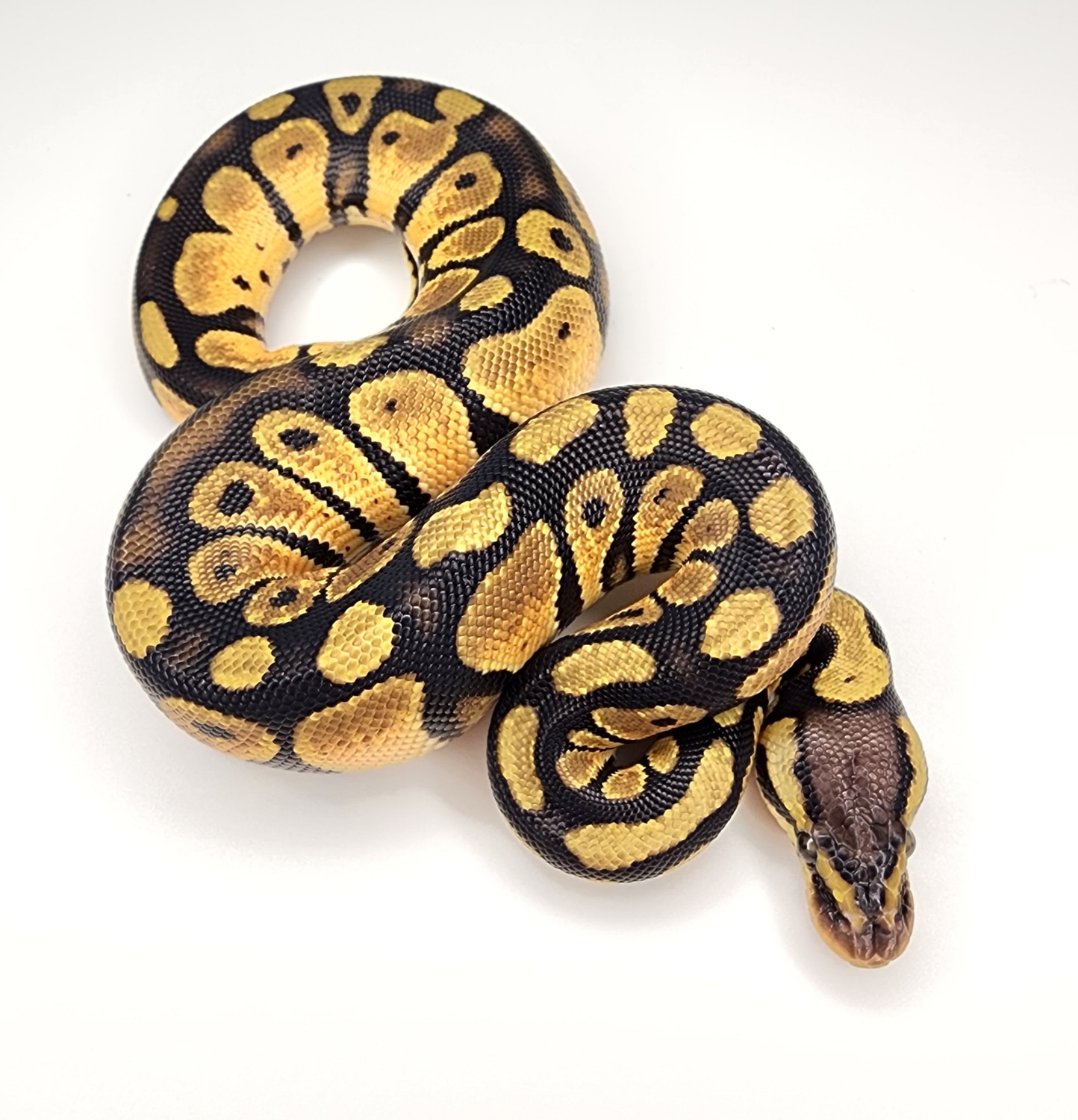 Pastel Het Desert Ghost Het Clown 50% Het Pied Ball Python by Heady ...
