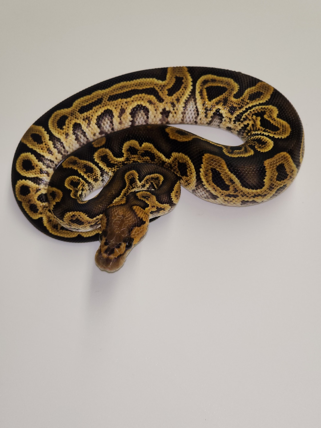 GHI Clown Ball Python by Heady Herps - MorphMarket