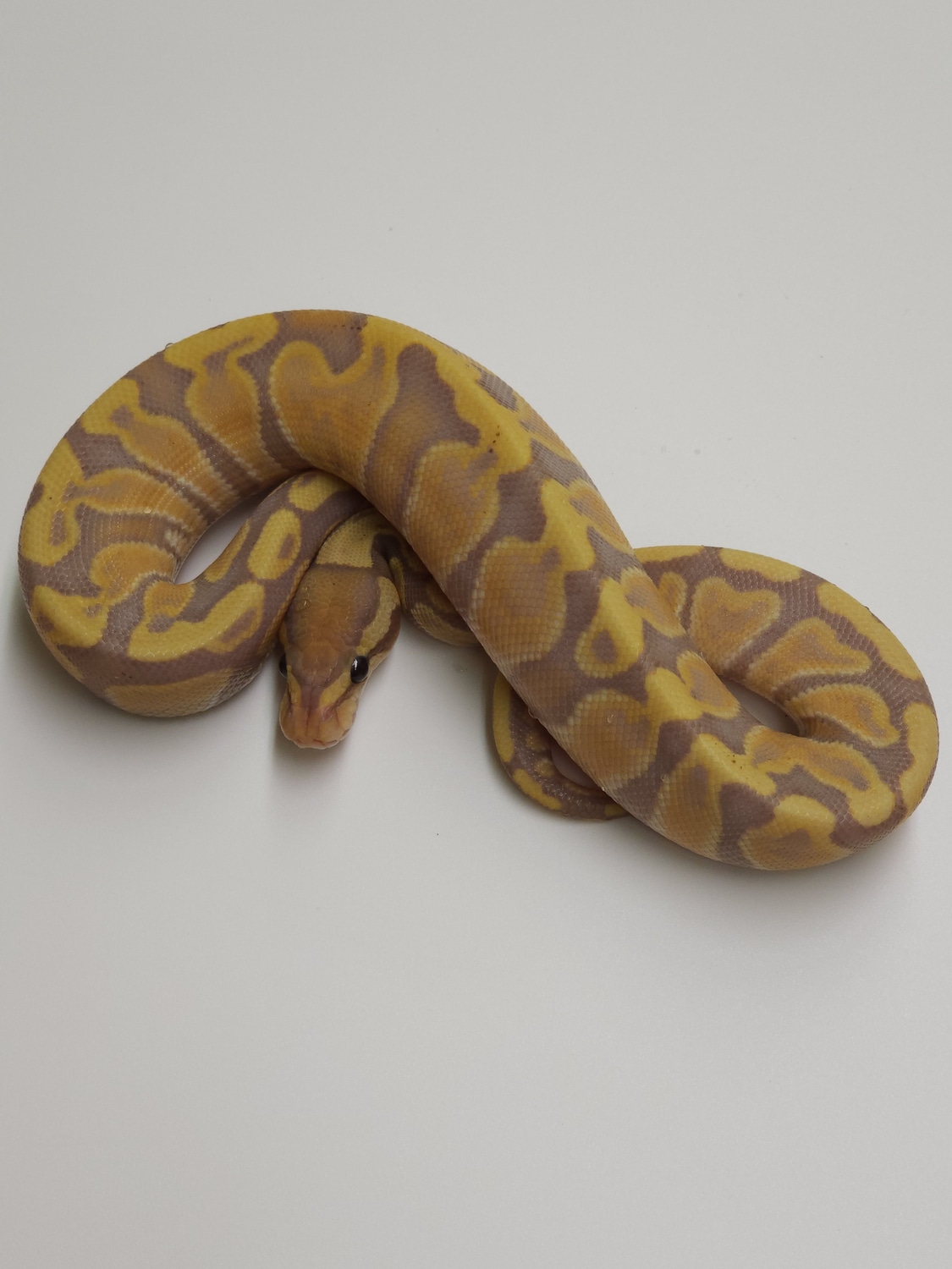 Banana GHI Het Clown Ball Python by Heady Herps - MorphMarket