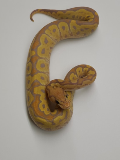 Banana Ghi Clown Ball Python By Heady Herps