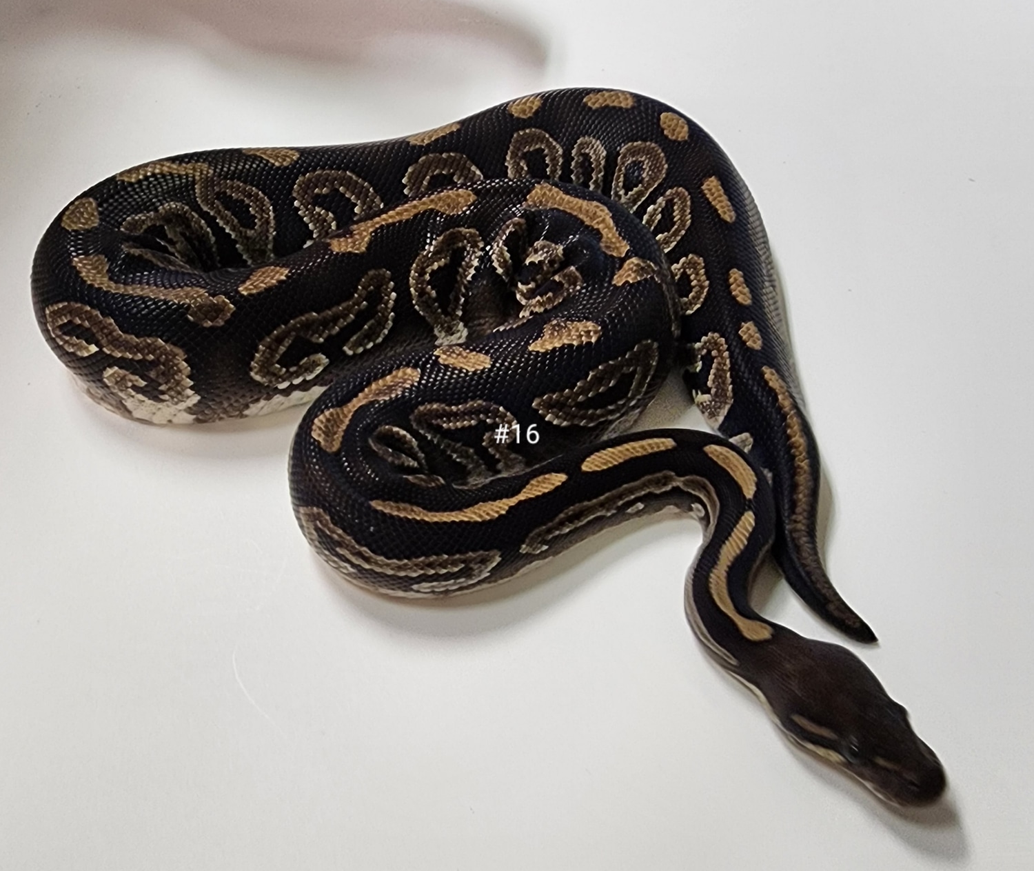 Mystic Black Lace Ball Python by Heady Herps - MorphMarket