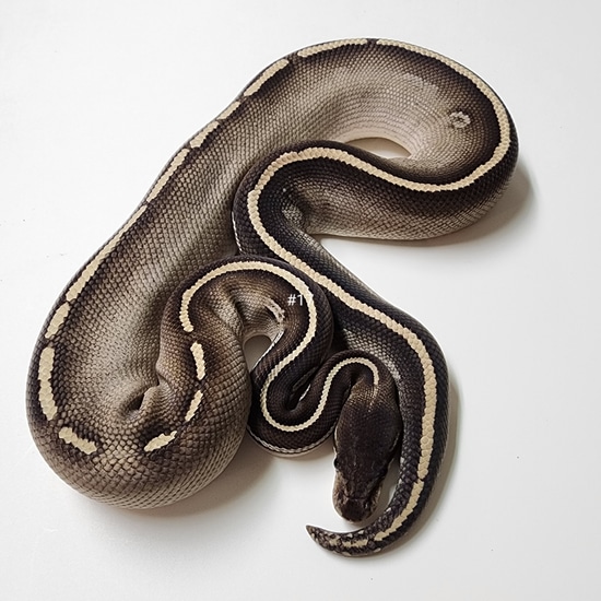 Super Mystic Black Lace Ball Python by Heady Herps