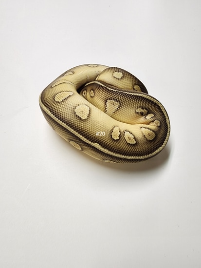 Stranger Pastel Lesser Het Clown 50% Het Pied Ball Python by Heady Herps