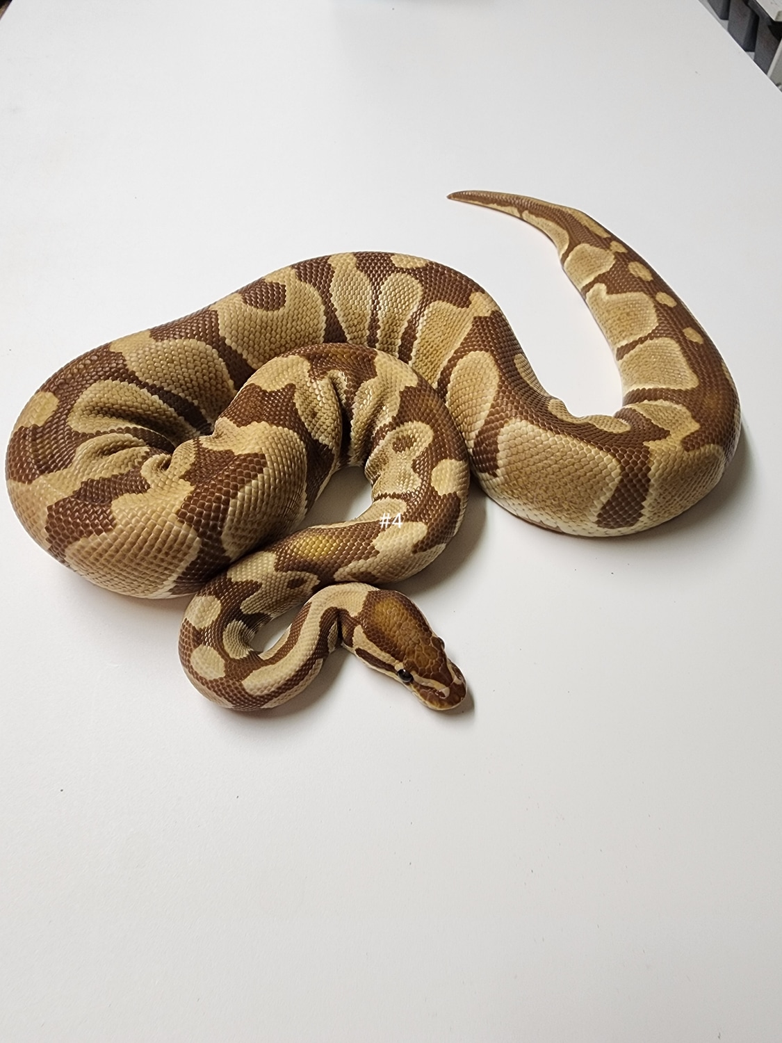 Ultramel 66% Het Pied Ball Python by Heady Herps - MorphMarket