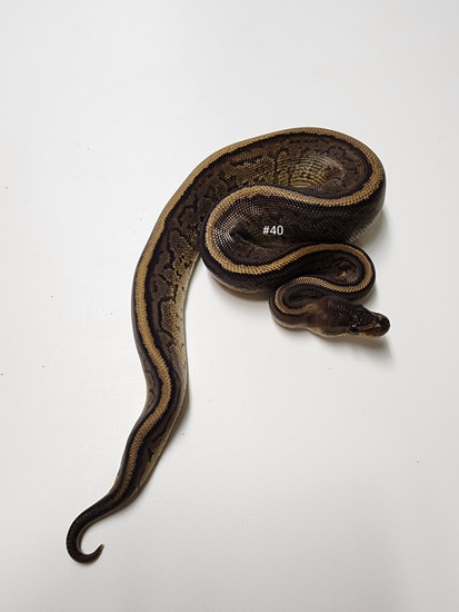 Stranger Pinstripe Ball Python by Heady Herps