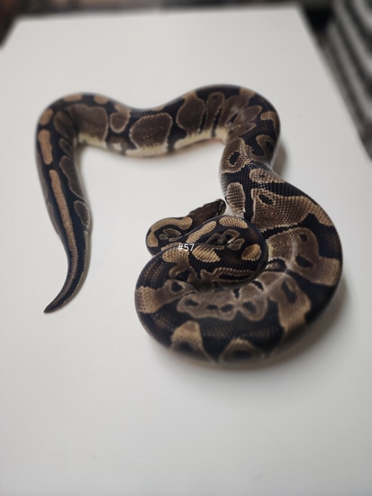 Het Sunset PB Ball Python by Heady Herps