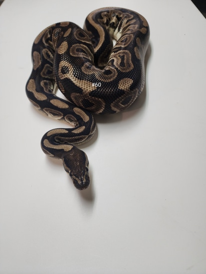 Black Pastel Het Pied Ball Python by Heady Herps