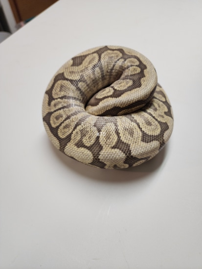GHI Spider Het Clown Possible Orange Dream Ball Python by Heady Herps