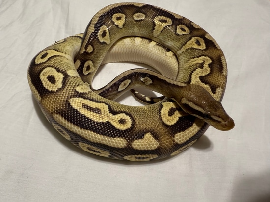 Pastave Ball Python by Heard Of Balls