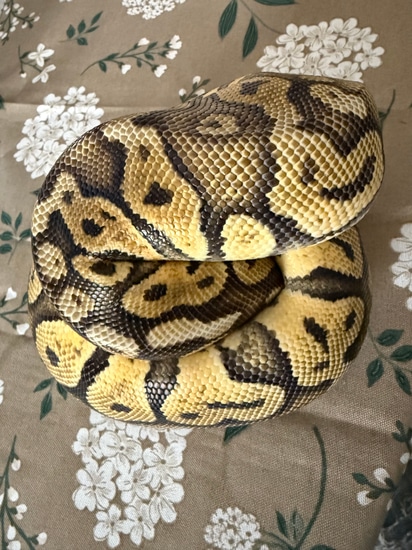 Pastel Het Sunset Ball Python by Heard Of Balls