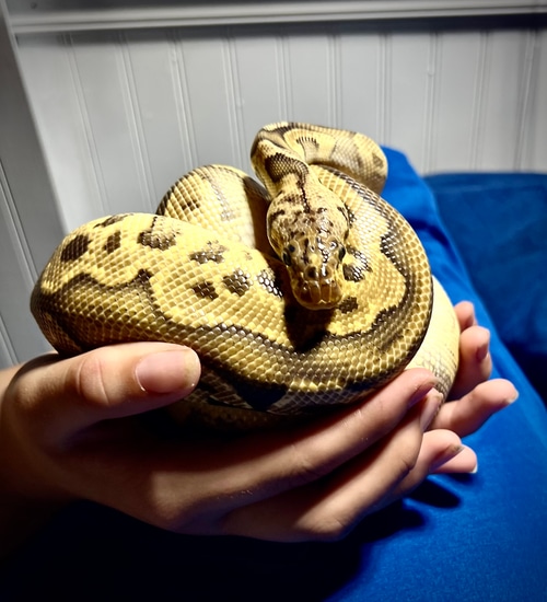 Smiley Ball Python by Heart of the Python