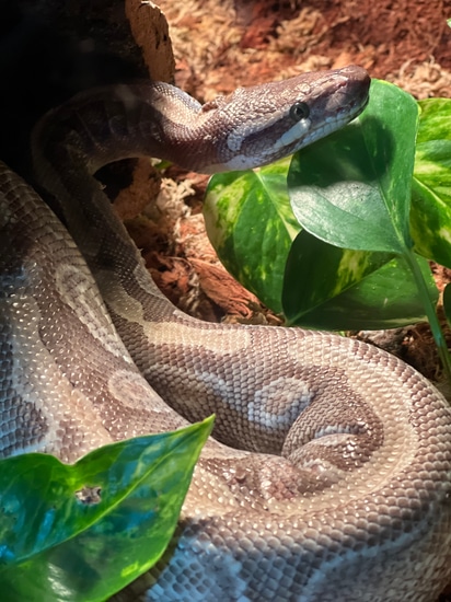Missy Ball Python by Heart of the Python