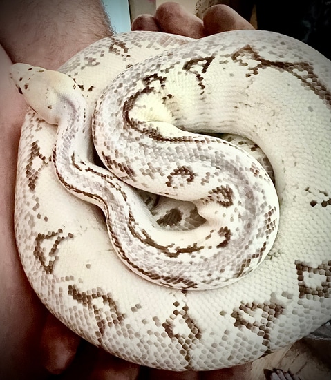 Pixel Ball Python by Heart of the Python