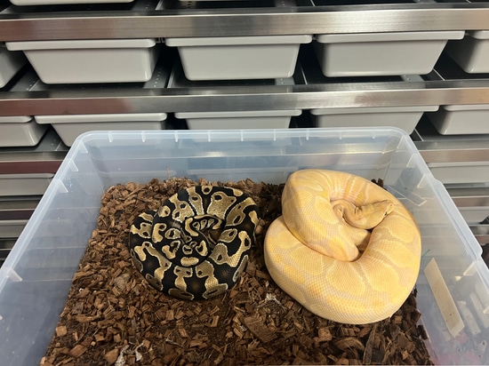 1.1 Breeding Pair For A Holy Grail Project Ball Python by Heart of the ...