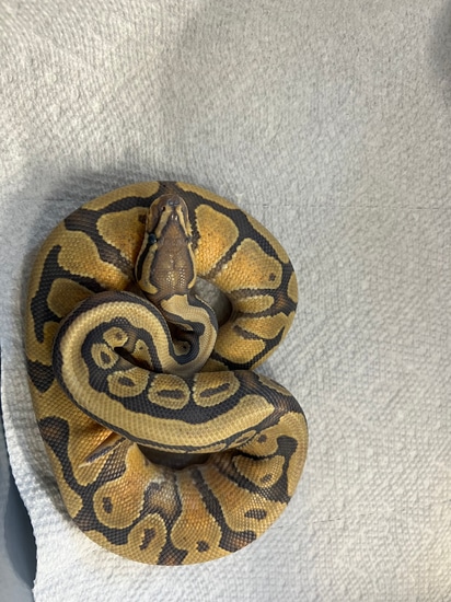 Hypo Enchi 50% Het Clown 50% Het Rainbow Ball Python by Heart of the Python