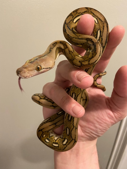 Tiger Het Snow Reticulated Python by Heartland Reptiles