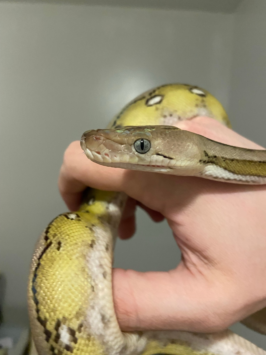 Anery Platinum Sunfire 100% Het Purple Reticulated Python by Heartland ...