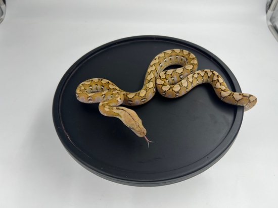 Platinum Het Anerythristic 50% Het Albino (Purple Phase) Jampea (Dwarf ...